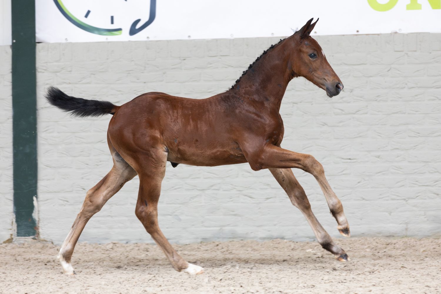 Paardenveilingonline | Uhuru SPS