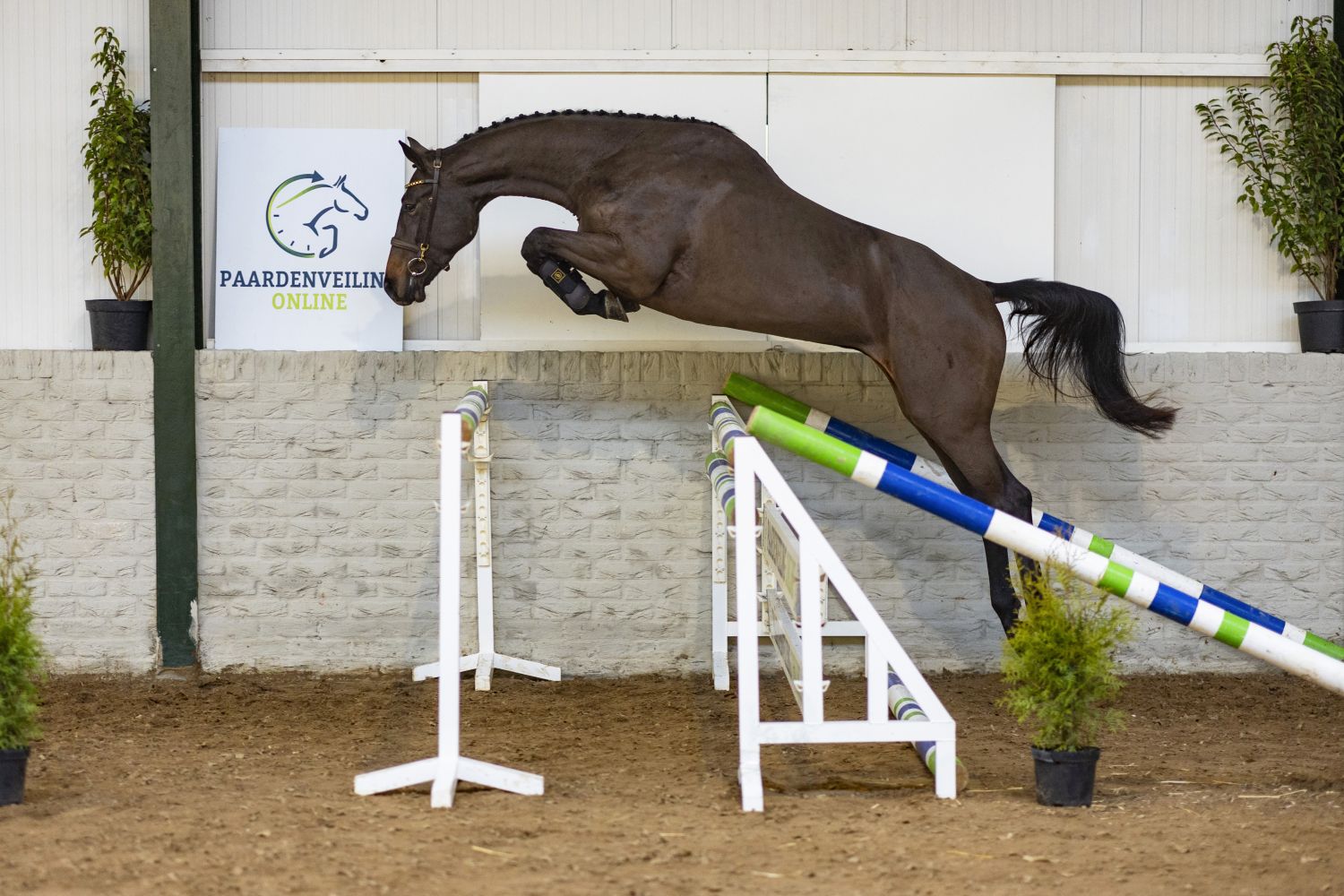 Paardenveilingonline | Olaf H